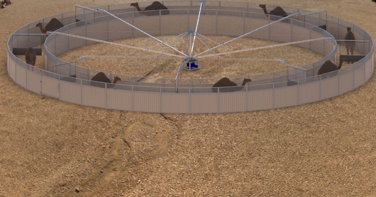 Q-Line | Camel Walker: Safe, Efficient Advanced Camel Training